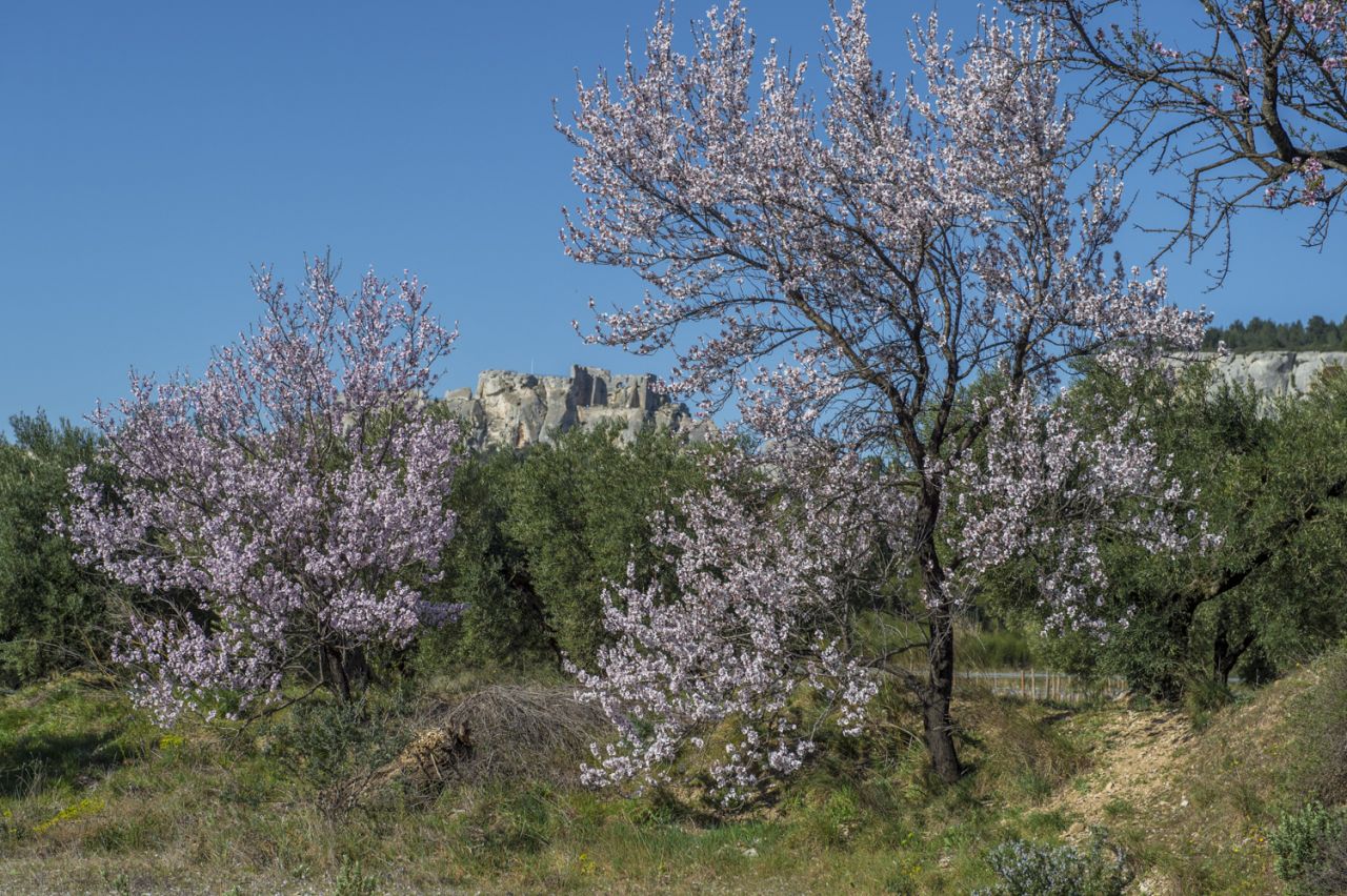 L’amandier – Les Baux de Provence